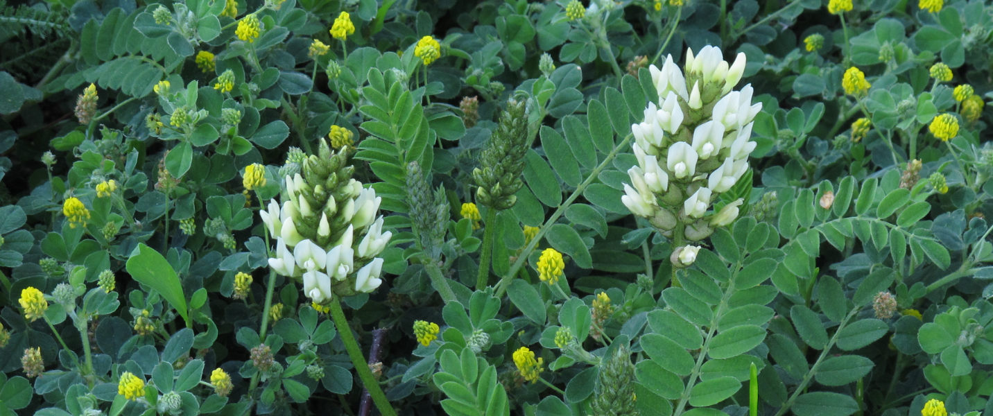 Varför astragalus är bra för hälsan: Upptäck 5 fördelar | Kindly